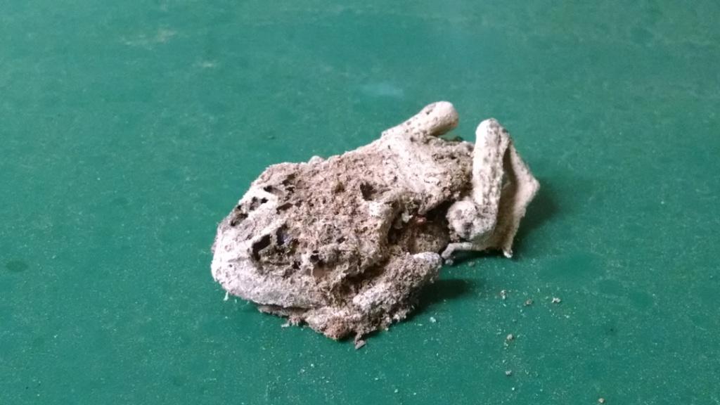 Mummy Toad 4 | KRISTI PETERSEN SCHOONOVER