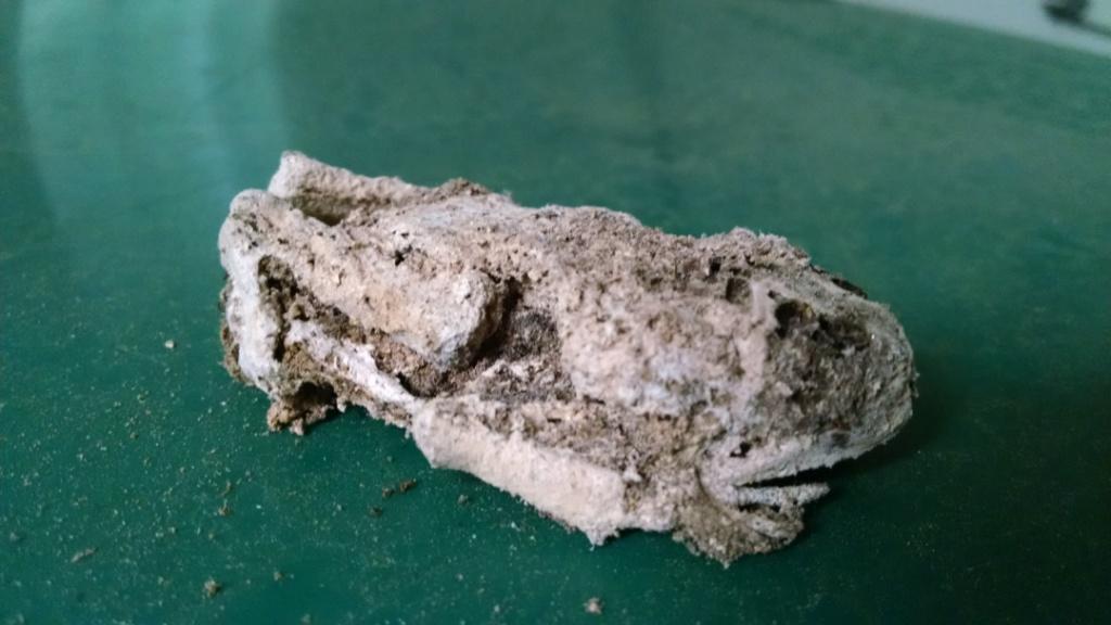 Mummy Toad 5 | KRISTI PETERSEN SCHOONOVER