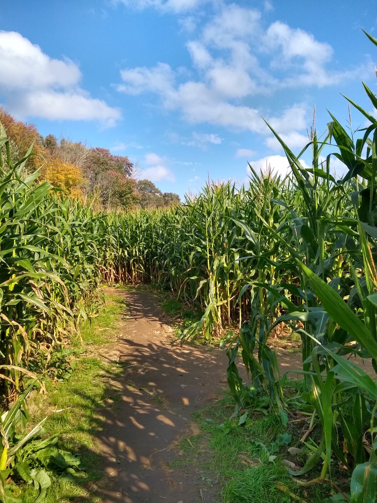 8 Castle Hill Corn Maze | KRISTI PETERSEN SCHOONOVER