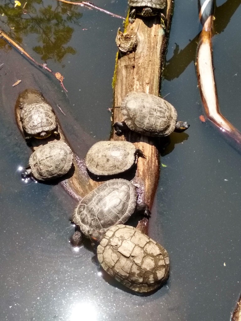 5 Turtles | KRISTI PETERSEN SCHOONOVER